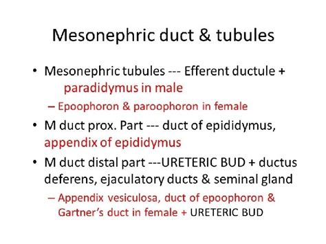 Genital Organs Embryology Secondary Sex Organs Secondary Genital