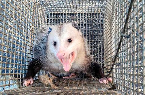 Opossum Trapping And Removal 1 Best Southern Ct Opossum Pros