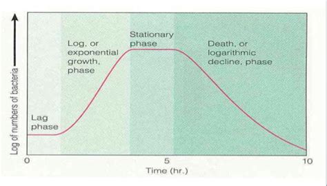 Lecture 9 Growth Flashcards Quizlet