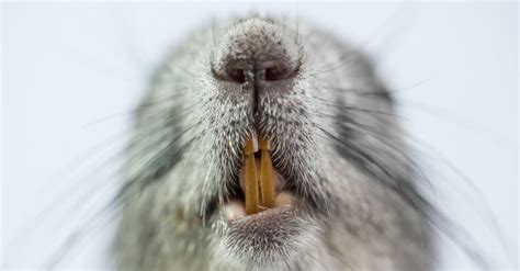 19 Squirrel Teeth Facts