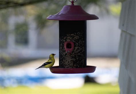 American Goldfinch Scrolller
