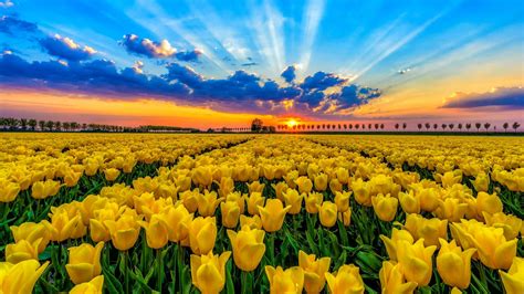 Tulipanes Amarillos Fondos De Pantalla Hd Un Campo De Tulipanes De