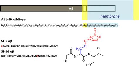 Overview Of A β1 40 Sequence And Constructs Top Schematic Of A β140