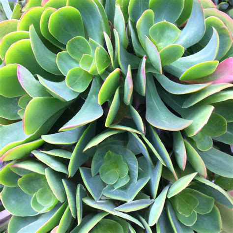 Aphids On Succulents Keeping Your Succulents Pest Free