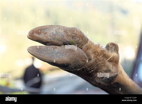 Deer Hooves Standing