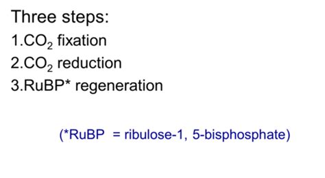 Bio Exam 4 Flashcards Quizlet