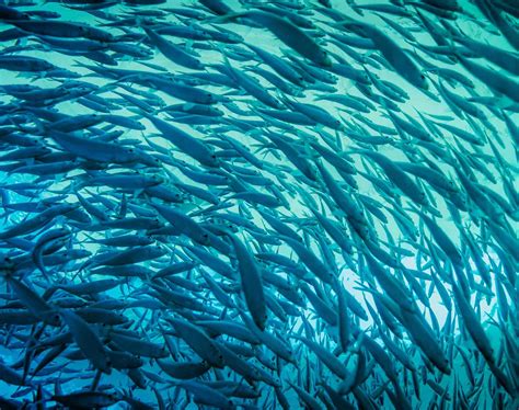 Dentons Preventing And Resolving Tax Disputes