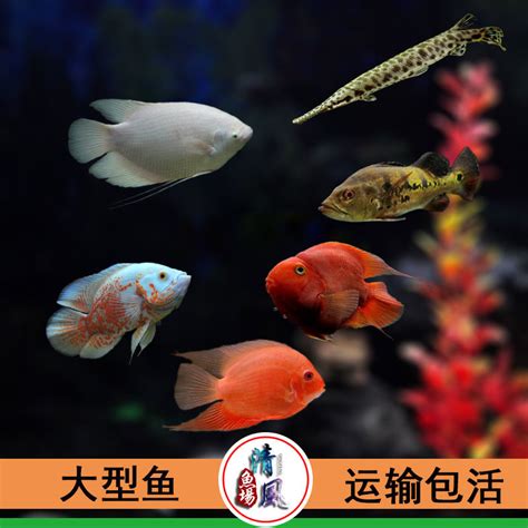 招财猫鱼观赏鱼招财猫鱼鹦鹉鱼招财猫鱼大山谷图库