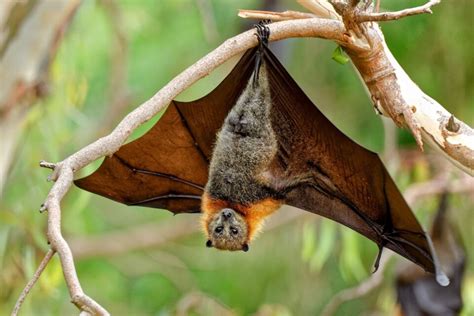 Scientists Find A Protein In Bats That Can Slow Aging And Fight Most Diseases Earth