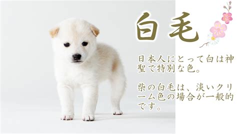 価格について 極小豆柴専門犬舎こすず荘【極小豆柴を専門に扱うブリーダーです】極小豆柴専門犬舎こすず荘【極小豆柴を専門に扱うブリーダーです】
