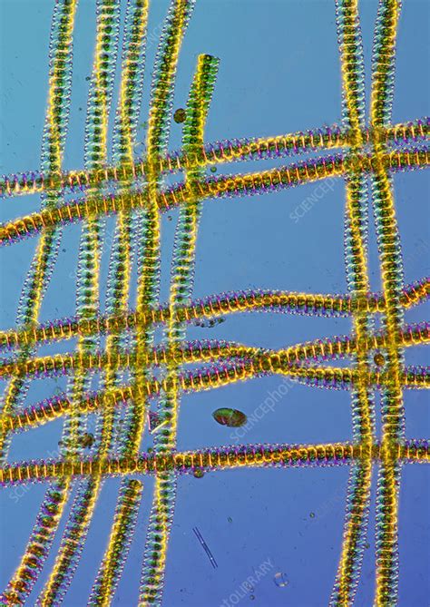 Desmidium Swartzii Light Micrograph Stock Image C0302819