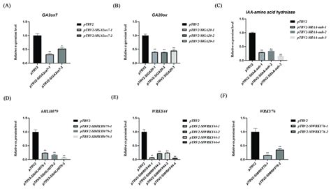 Gene Expression In Plants With Vigs Compared With That In Ptrv2 Download Scientific Diagram