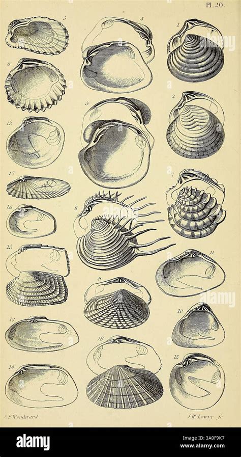 Display Features Numerous Examples Of Different Shell Forms Hi Res