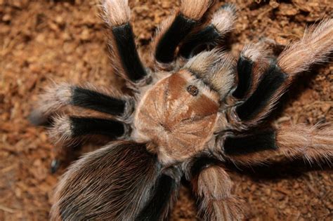 Aphonopelma New River Rust Rump Arachnoboards
