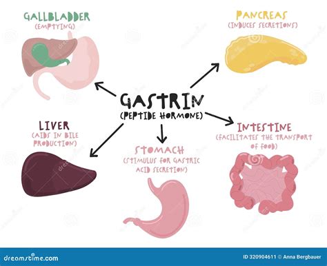 Gastrin Poster Peptide Hormone That Stimulates Secretion Of Gastric Acid Stock Vector