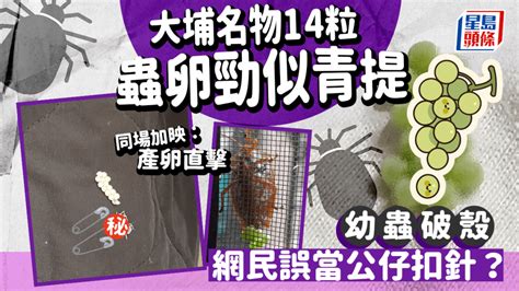 「大埔名物14粒」蟲卵勁似青提 幼蟲外形卡通 網民認錯公仔扣針｜juicy叮