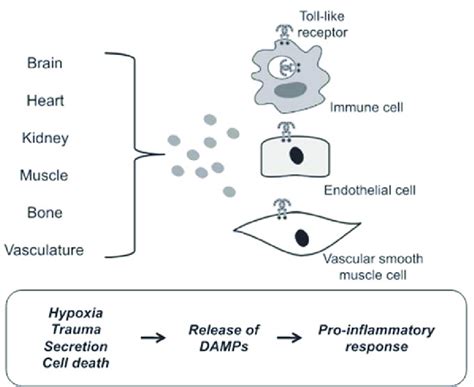 Damps Induced Activation Of Tlrs Circulating Damps Released After Download Scientific Diagram