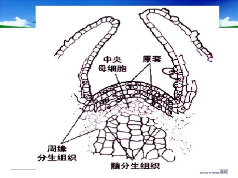 Ppt 植物学 —— 茎 Powerpoint Presentation Free Download Id4808605