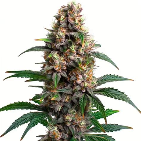 Buy Godfather Og Strain Potent Indica Cannabis Genetics