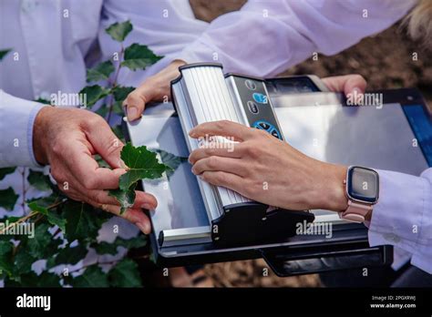 Scientist Measuring Leaf Area By Handheld Instrument That Performs Non
