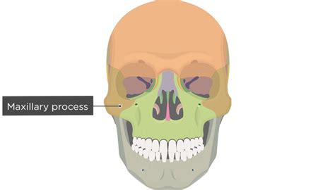 Maxillary Process Of The Zygomatic Bone