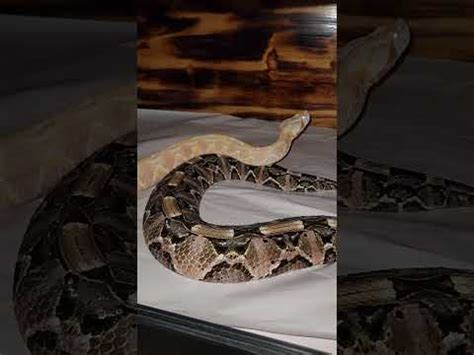 Albino Gaboon Viper Showing Breeding Interest Youtube