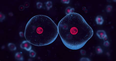 The 5 Types Of Eukaryotic Cells And Their Characteristics 【 2025