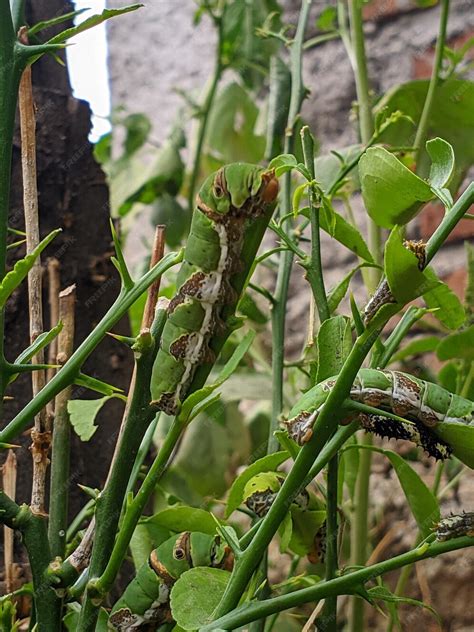Premium Photo A Lizard On A Plant