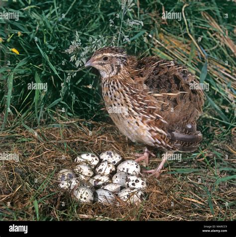 Common Quail Coturnix Coturnix Female Next To Nest With Eggs