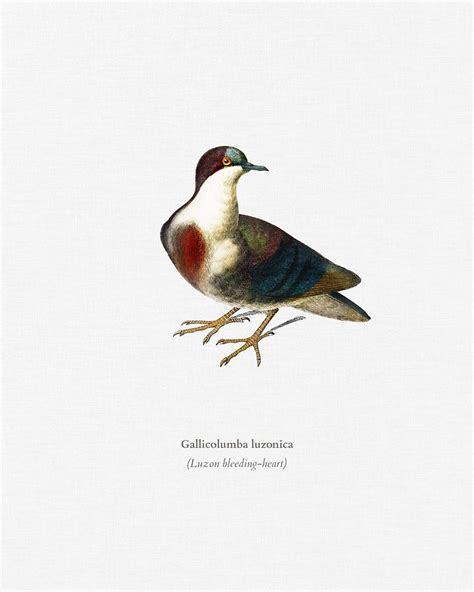 Luzon Bleeding Heart Gallicolumba Luzonica Illustrated By Charles