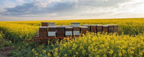 World Bee Project Journal© World Bee Project