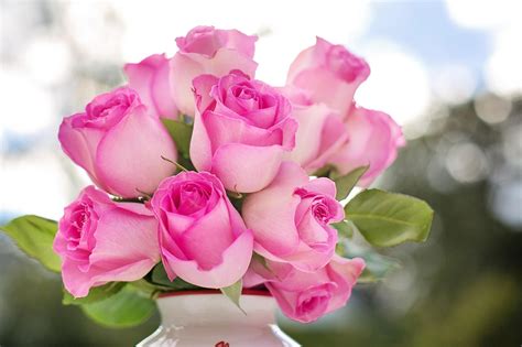 Más De 100 000 Imágenes Gratis De Rosas Eternas Y Rosas Pixabay