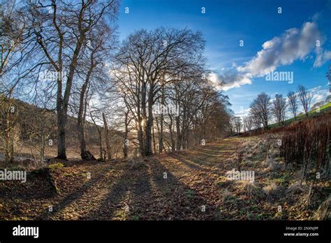Sun Through Winter Trees In Grassland Inverurie Aberdeenshire