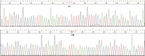 sequence analysis of a gcvr clone derived from clone 7 following