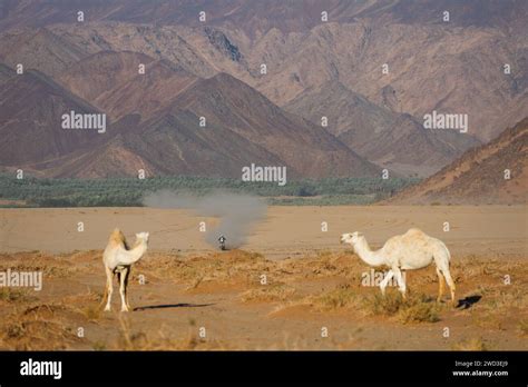 41 Llanos Diego Gamaliel Arg Xraids Experience Ktm Moto Originals By Motul Fim W2rc