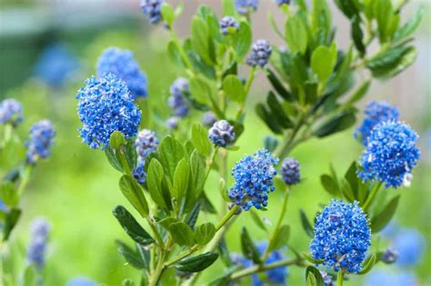 How To Grow Ceanothus 2025 Californian Lilac Care Guide