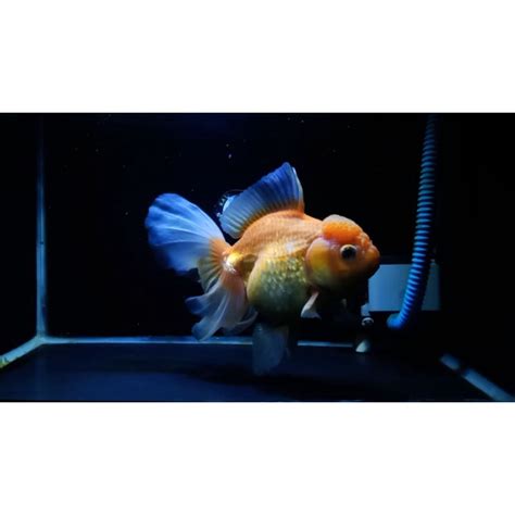 Jual Oranda Rw Rosetail Jumbo Shopee Indonesia