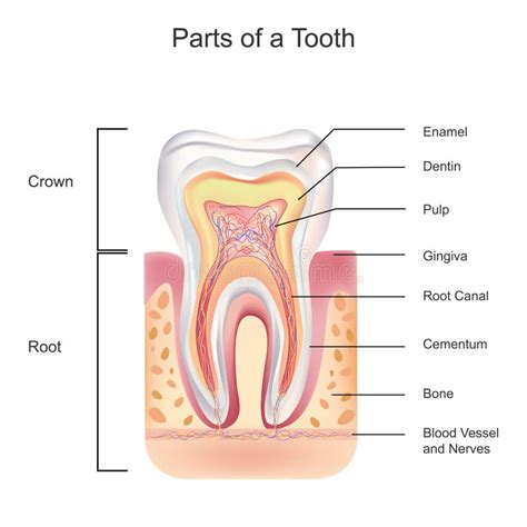 Tooth Anatomy With All Parts Including Crown Neck Enamel Dentin Pulp