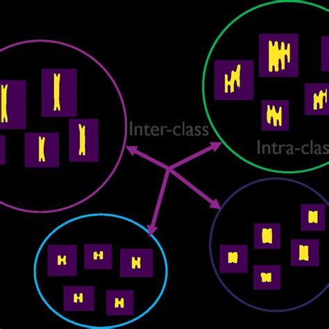 Differentiation Between Different Types Of Inter Class And Intra Class