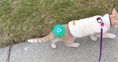 Wintery Walkies With Pancake Album On Imgur