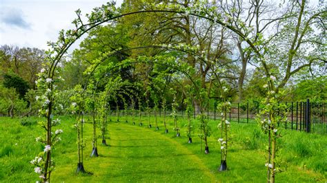 How To Plant A Garden Of Fruit Trees Using The Cordon Method Global Ideas