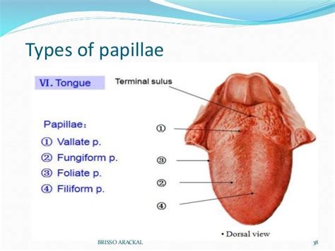 Tongue