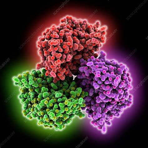 Htra2 Mitochondrial Protease Molecular Model Stock Image C0383509 Science Photo Library