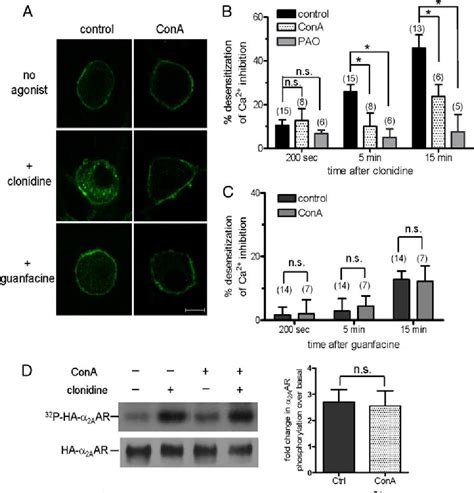 Figure 1 From Epitope Tagged Receptor Knock In Mice Reveal That