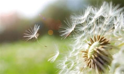 Pollen Count In Islamabad Today April 6 2025 Pakistan Observer