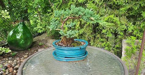 Bonsai Album On Imgur