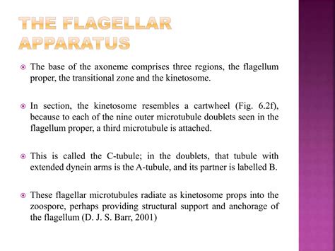 Ultrastructure Of Flagella Pptx