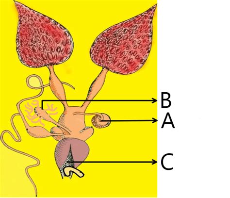 The Given Figure Is The Reproductive System Of A Female Cockroach The