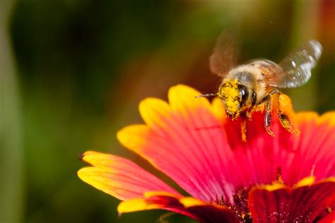 Hovering Bee Shutterbug