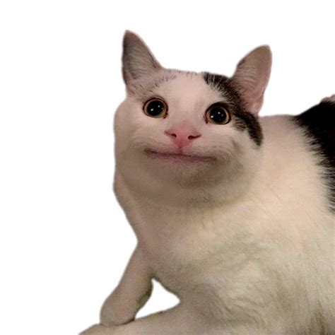 Beluga Cat Blank Template Imgflip